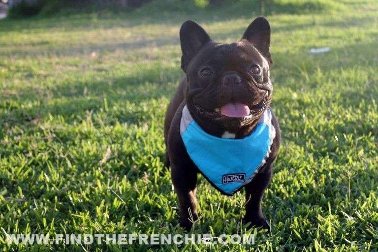 Very Important Frenchie - l'Agility Dog di Koi e Stella