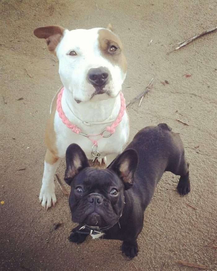 Very Important Frenchie - l'Agility Dog di Koi e Stella
