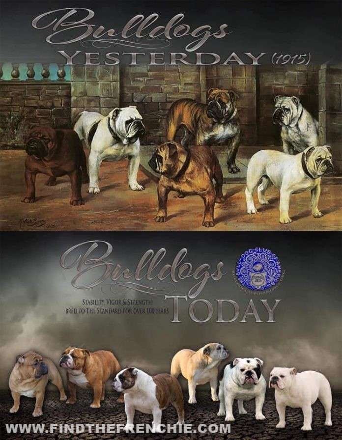 Seminario Bulldog Inglese | Circolo Italiano Bulldog | Modena 2019